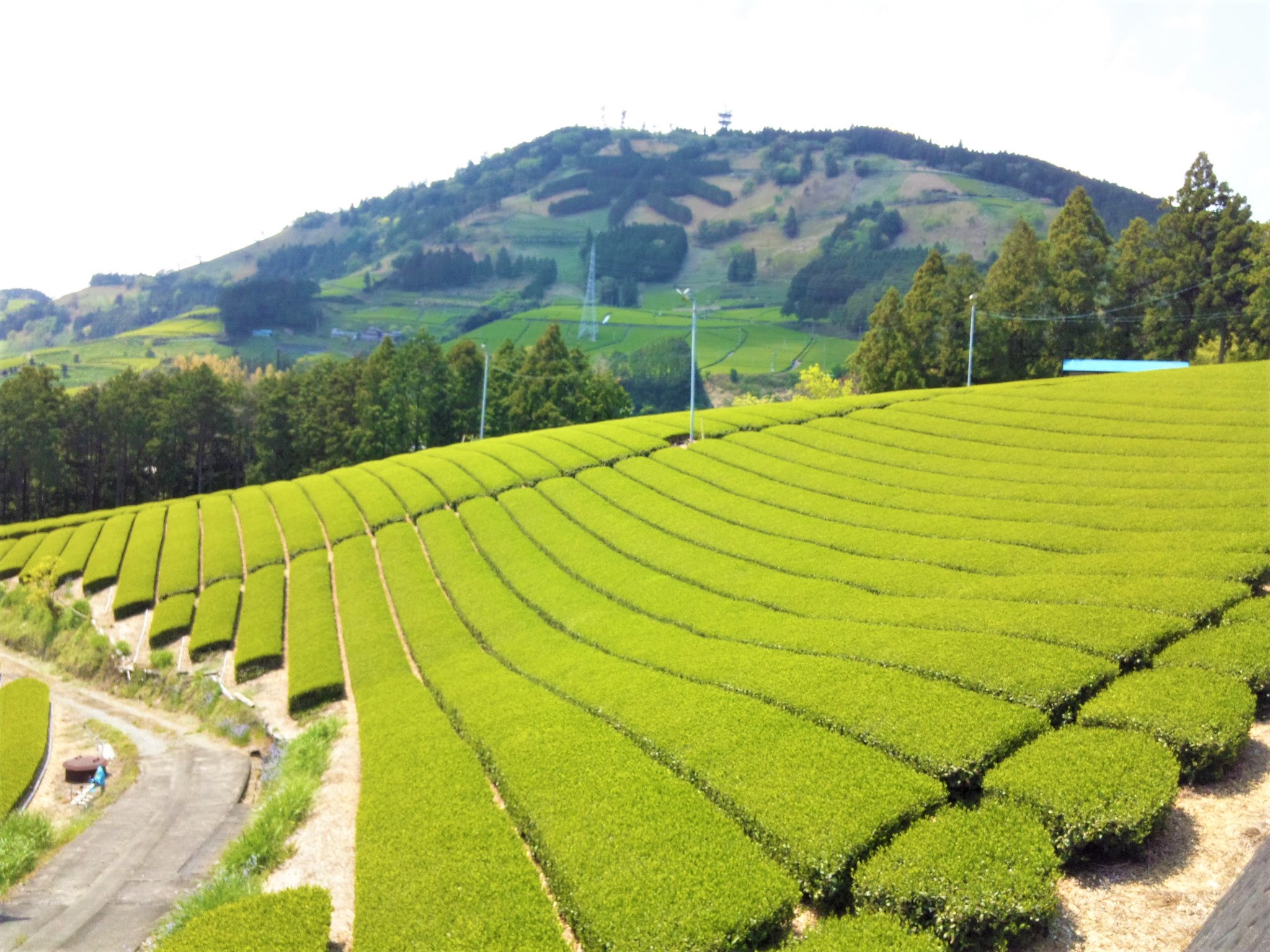 DSC_0476 | 中根製茶株式会社｜静岡県掛川市